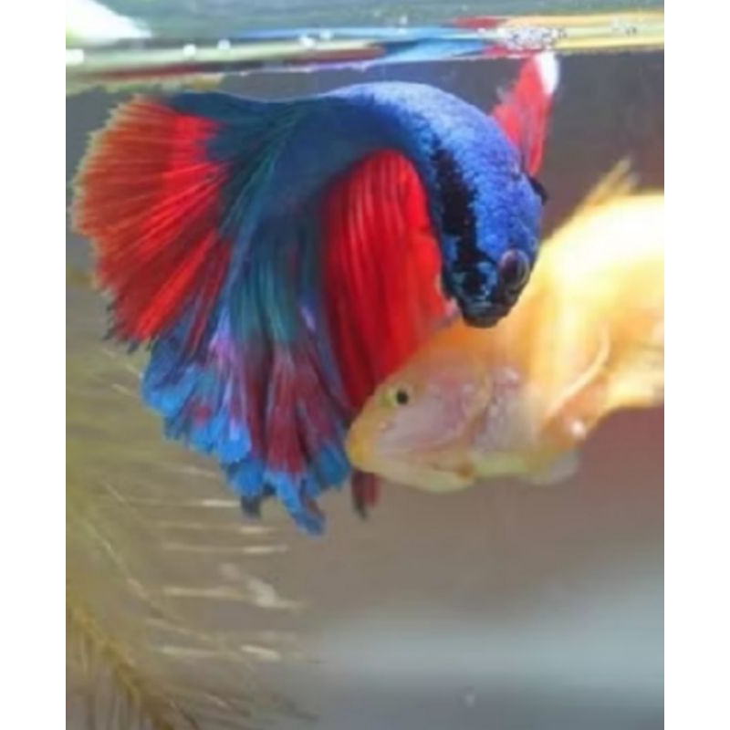 Jual paket cupang HM satu pasang/jantan sama betina siap bred | Shopee ...