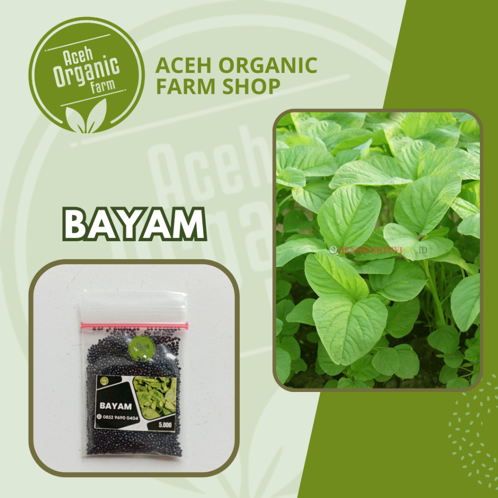 Jual 300 Biji-Benih Bayam Hijau Sayuran Unggul-Benih bayam Tanaman ...