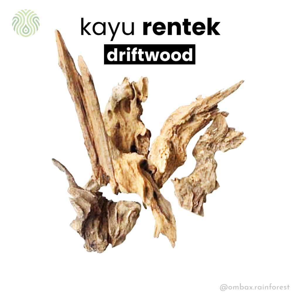 Jual Drift wood / kayu rentek - kayu jati / Aquascape, Vivarium ...