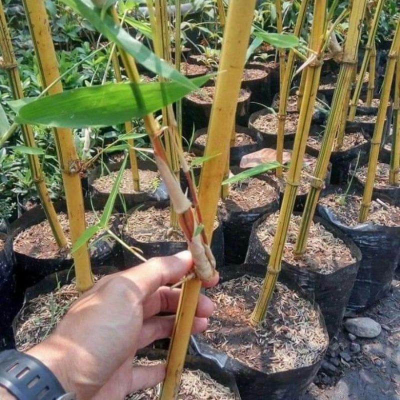 Jual bibit bambu kuning siap tanam sudah berakar per batang | Shopee ...