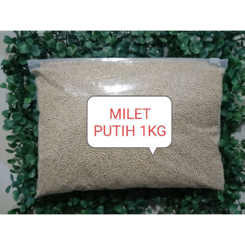 Jual MILET PUTIH/KUNING/MERAH SUPER RAPECK 1KG | Shopee Indonesia
