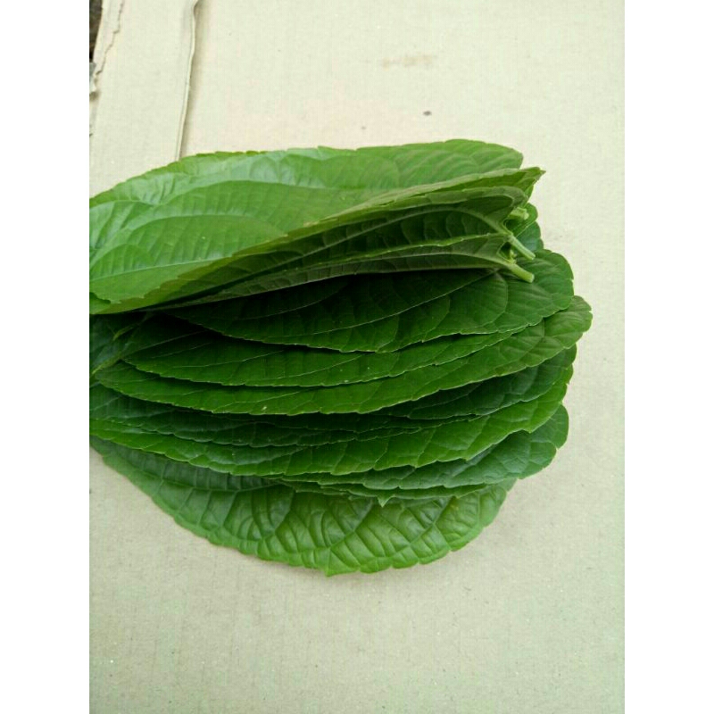 Jual Daun Sacha inchi segar 1kg daun kacang bintang segar | Shopee ...