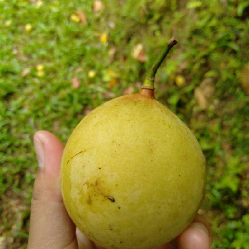 Jual buah pala utuh matah per 1 kg | Shopee Indonesia