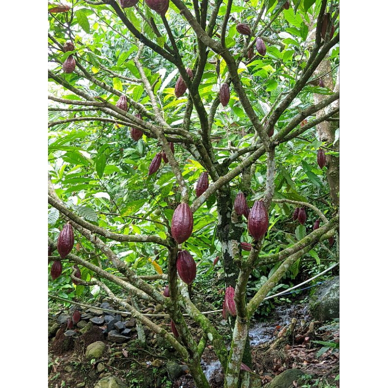 Jual Bibit biji coklat /kakao sulawesi | Shopee Indonesia