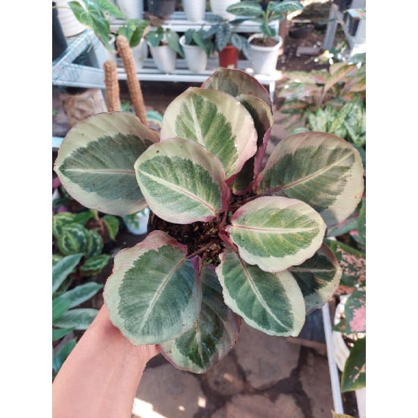 Jual CALATHEA CYNTHIA KABUT | Shopee Indonesia