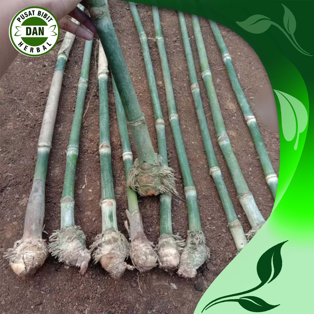 Jual Bibit bambu patung bambu gombong 1 pohon | Shopee Indonesia
