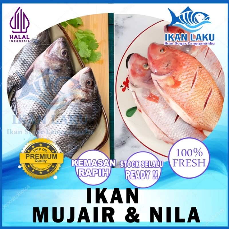 Jual Ikan Nila Segar 1kg - Ikan Mujair Segar 1kg – Seafood Fresh Frozen ...