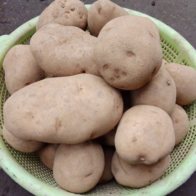 Jual Kentang lokal Garut 1kg spek AB super ,, harga terjangkau mirip ...