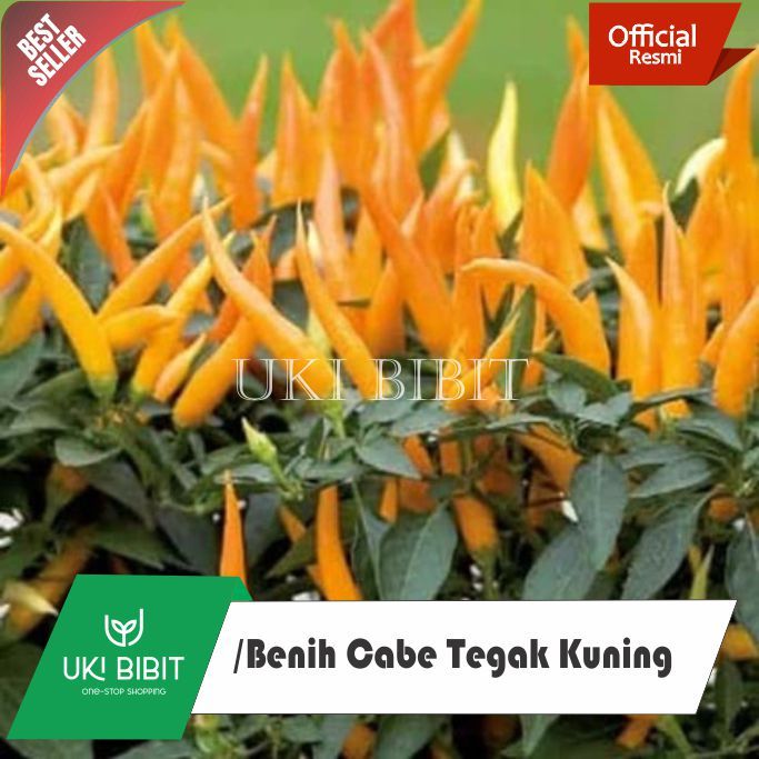 Jual ( 50 Butir ) Benih Biji Cabe Dompol Red Cluster | Cabe Tumpuk ...