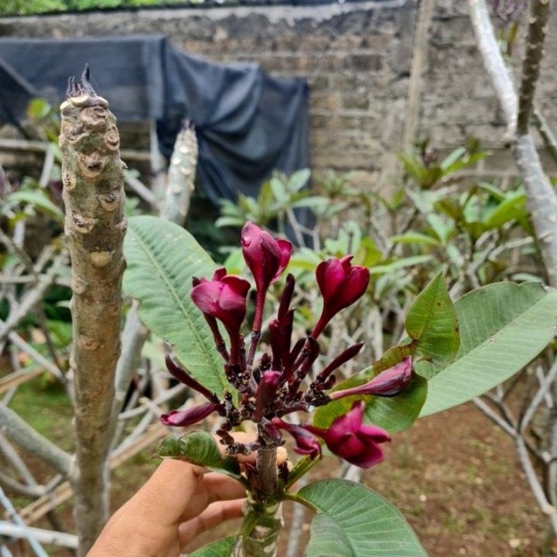 Jual Ragam's: KAMBOJA MERAH KECAP ASLI KHUSUS GO SEND | Shopee Indonesia