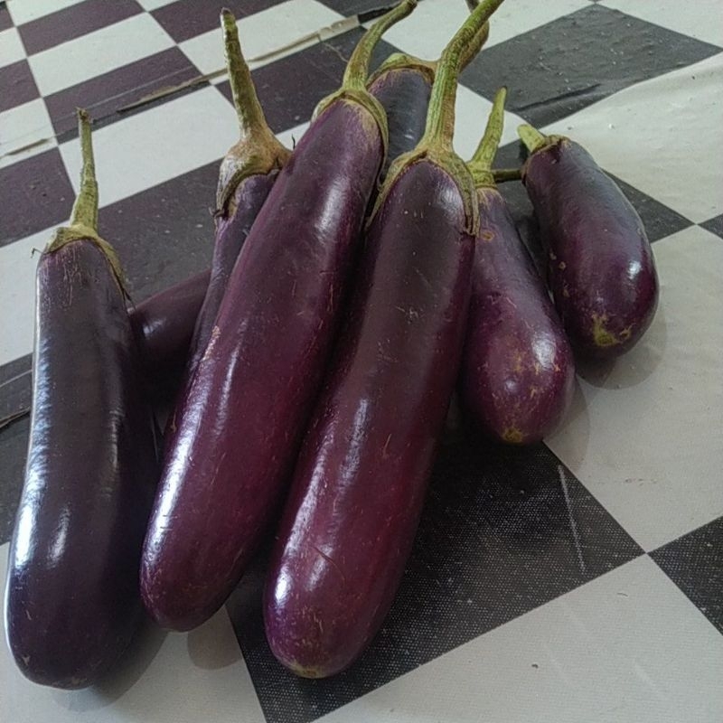Jual Terong Ungu Pilihan Fresh 1KG | Shopee Indonesia