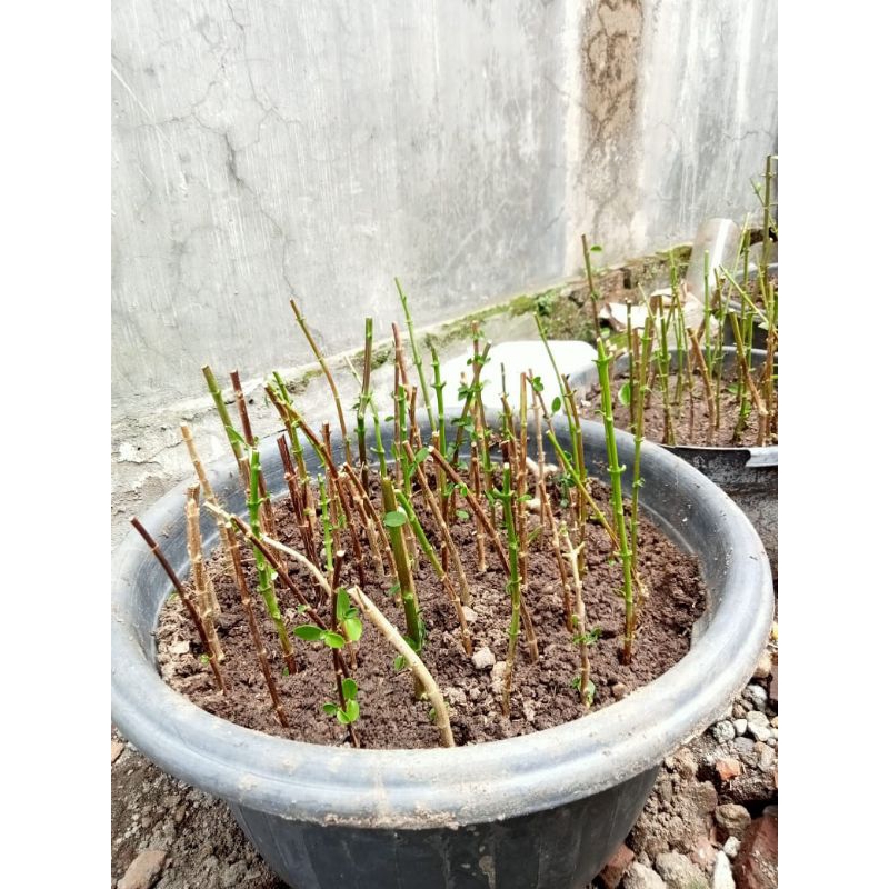 Jual SANCANG MERAH, BONSAI SANCANG, STEKAN SANCANG, | Shopee Indonesia