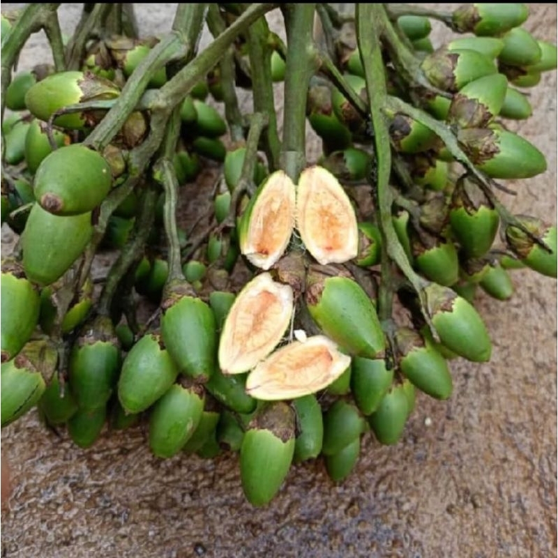 Jual PINANG MUDA SEGAR FRESS 1KG | Shopee Indonesia