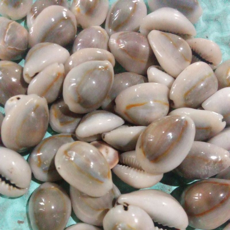 Jual Kuwuk. biji bekel ,congklak harga 100grm Rp6500 | Shopee Indonesia