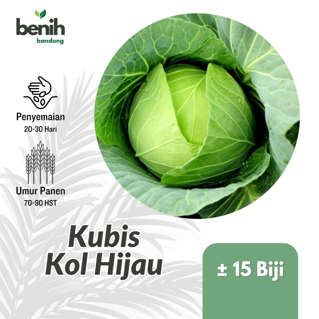 Jual 15 Biji Benih Kubis Kol Hijau Hibrida Sayuran Daun Cepat Panen ...