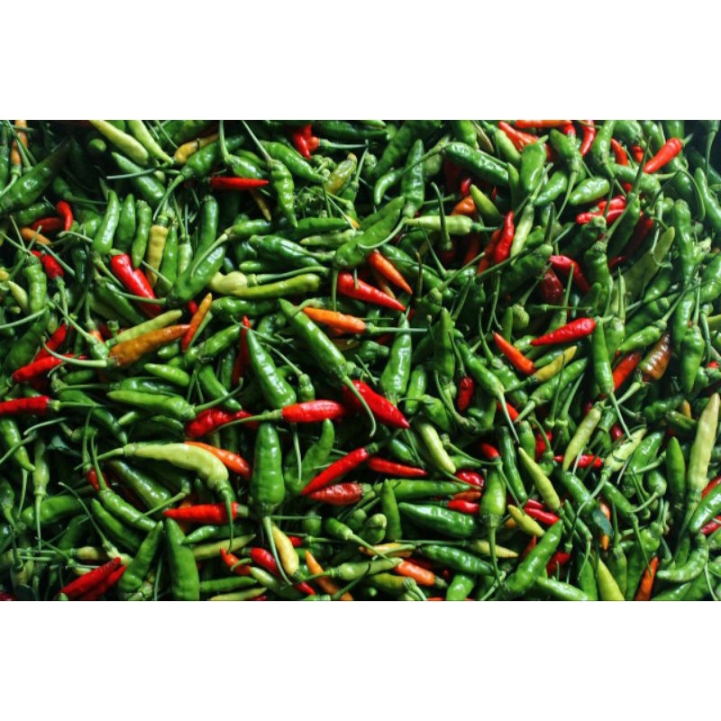 Jual cabai rawit campur hijau merah fres murah /1kg | Shopee Indonesia