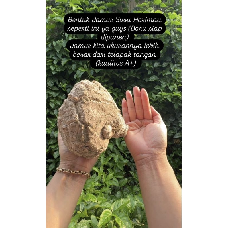 Jual Jamur susu harimau / tiger milk mushroom obat herbal batpil ...