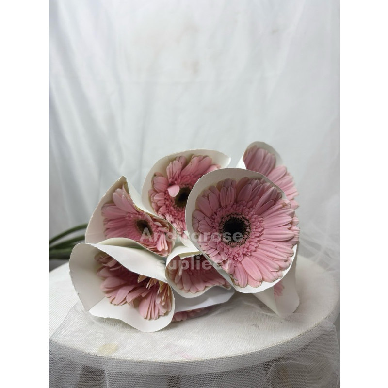 Jual GARBERA PINK SOFT/ bunga potong | Shopee Indonesia