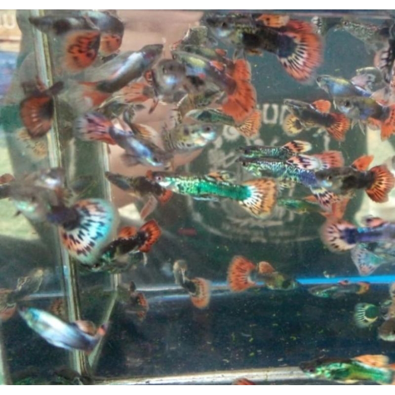 Jual GUPPY CENDOLAN UKURAN 2-3 Cm | Shopee Indonesia