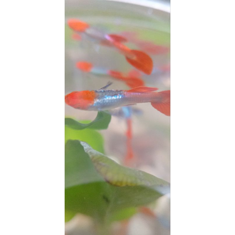 Jual guppy PRT KOI ( Platinum Red Tail KOI ) | Shopee Indonesia