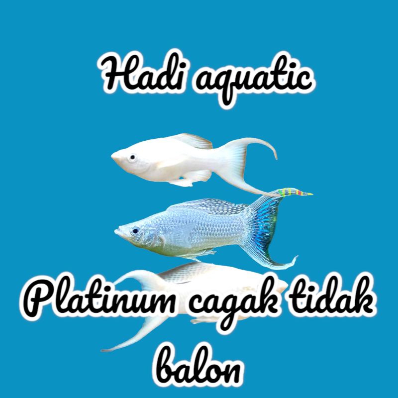 Jual ikan hias molly platinum cagak | Shopee Indonesia