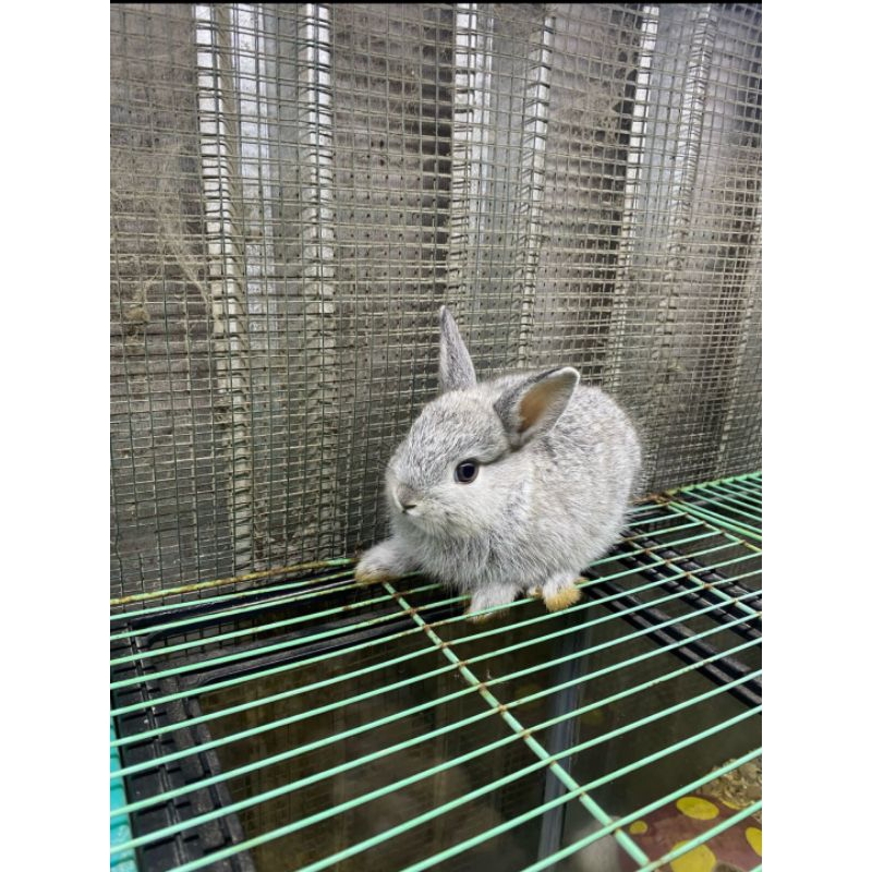 Jual kelinci NETHERLAND DWARF / kelinci mini | Shopee Indonesia