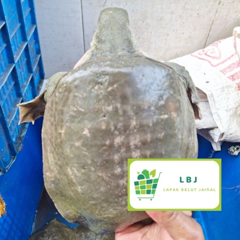 Jual bulus / labi2 / pio per 1 kg | Shopee Indonesia