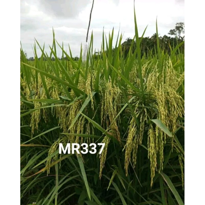 Jual benih padi MR 337 super unggul per 5kg | Shopee Indonesia