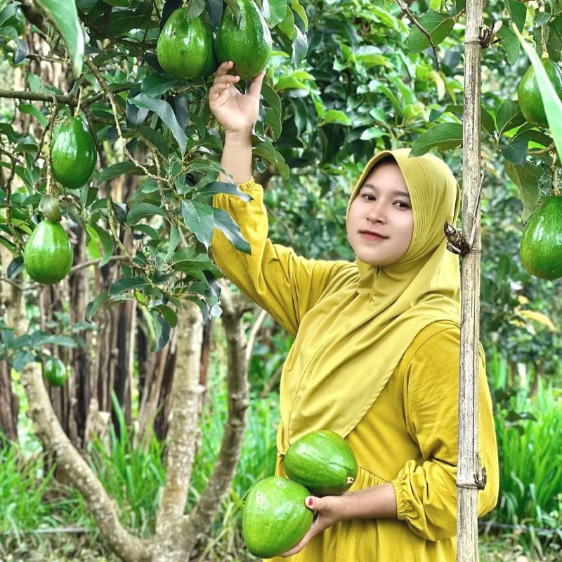 Jual ALPUKAT SIGER Tinggi 50-80 Cm (Gratis Ongkir Seluruh Pulau Jawa ...