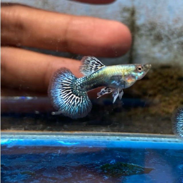 Jual Hiasan Aquarium Ikan Guppy Platinum Blue Dragon | Shopee Indonesia