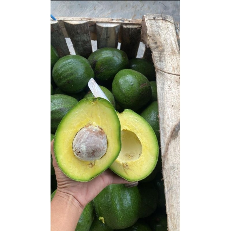 Jual Alpukat markus (Berat perbuah mulai dari 600-1100gr) | Shopee ...
