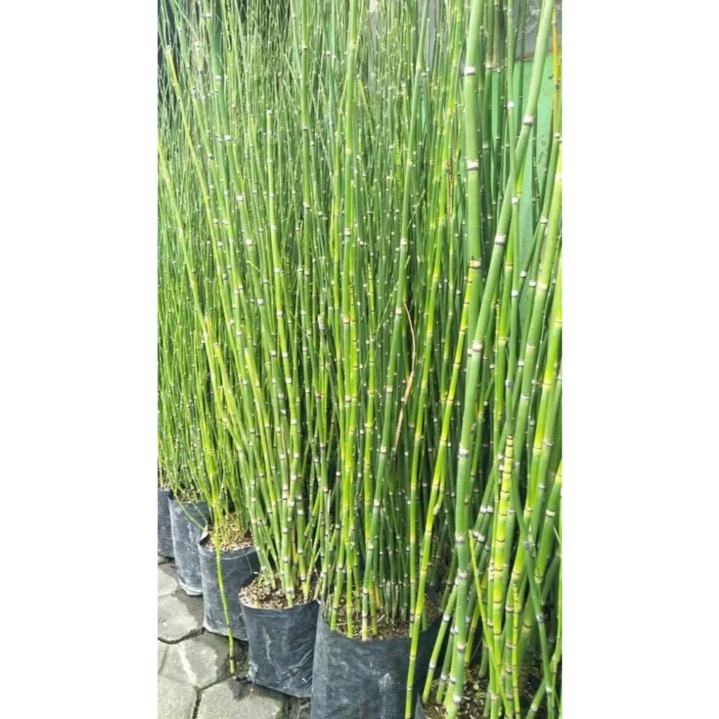 Jual Tanaman Bambu Air | Shopee Indonesia