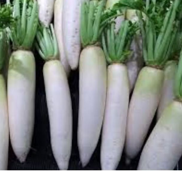Jual LOBAK PUTIH LOBAK CINA 1 KG FRESH | Shopee Indonesia