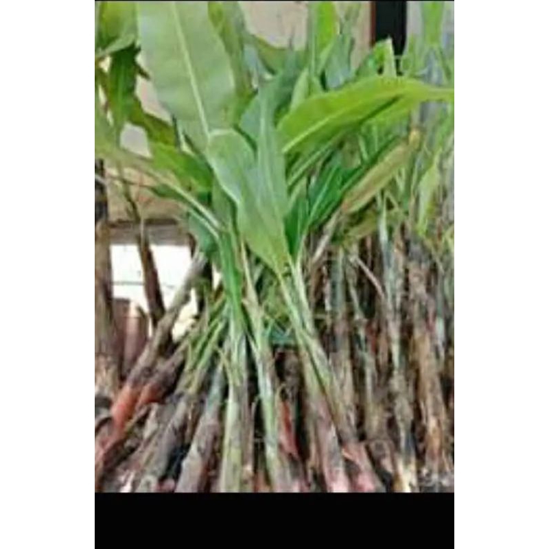 Jual Benih tanaman pisang Ambon super 3 pohon | Shopee Indonesia