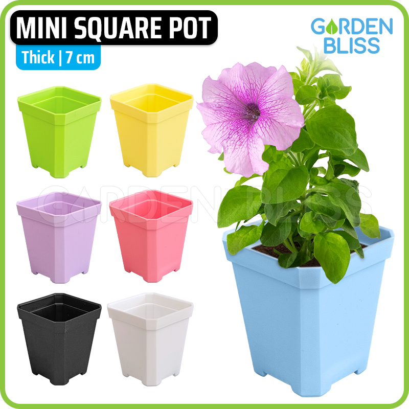 Jual Garden Bliss Thick Mini Square Pot - Pot Tanaman Kotak, 7 cm ...