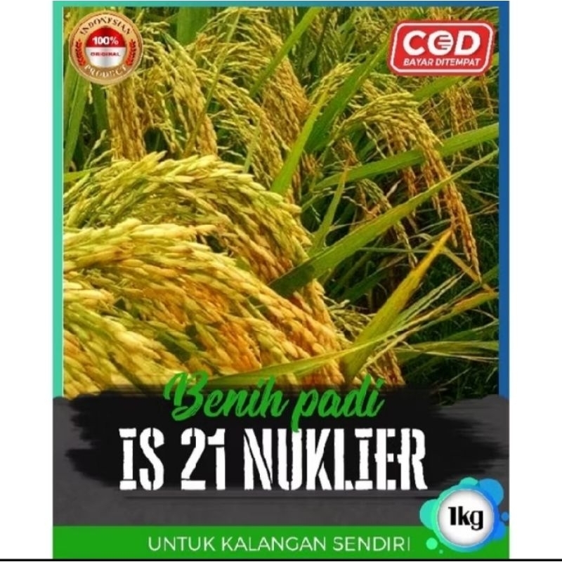 Jual BENIH BIBIT PADI IS NUKLIER 21 KEMASAN 5KG | Shopee Indonesia