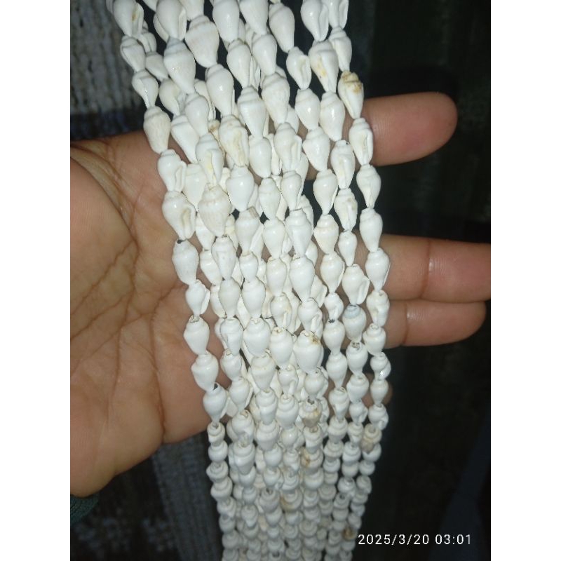 Jual Kerang Tirai / kerang beras berasan , berute, perceng | Shopee ...