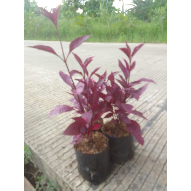 Jual Bibit Tanaman Hias Erpah merah | Shopee Indonesia