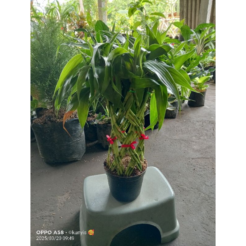 Jual Bambu Anyam/Bambu Hoki + POT (full set) | Shopee Indonesia