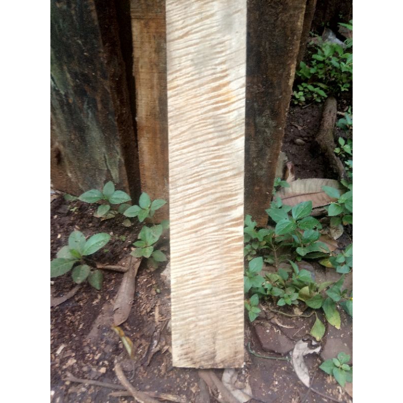 Jual kayu Curly atau keriting mangga hutan ukuran 50x10x4cm | Shopee ...