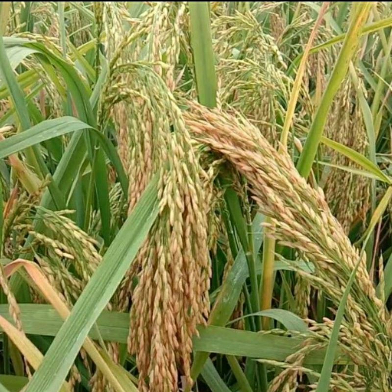 Jual BENIH PADI INPAGO 12 AGRITAN KEMASAN 5KG | Shopee Indonesia