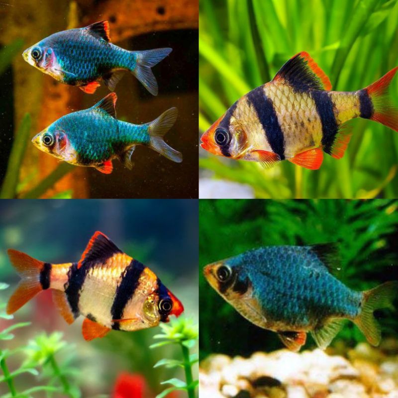 Jual Ikan Hias Tiger Barb Sumatra Green Tiger Barb Sumatra Tiger Garis ...