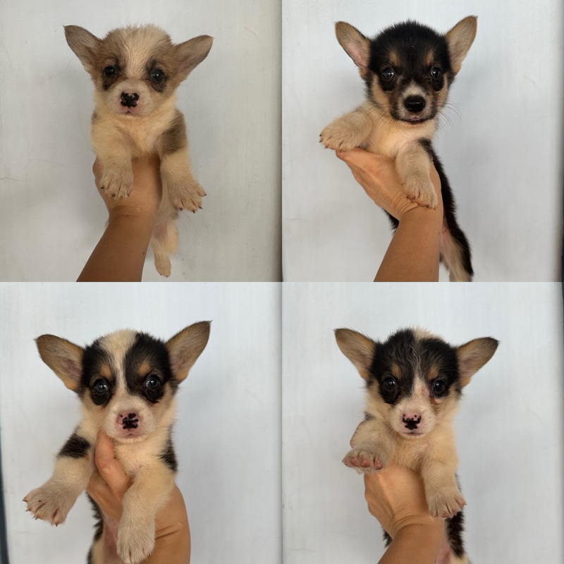 Jual anak anjing corgi | Shopee Indonesia