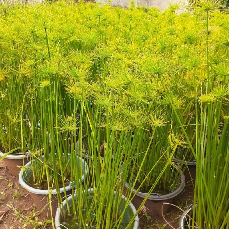 Jual Tanaman Air Papyrus Cyperus Cleopatra / Mini Papyrus Water Plant ...