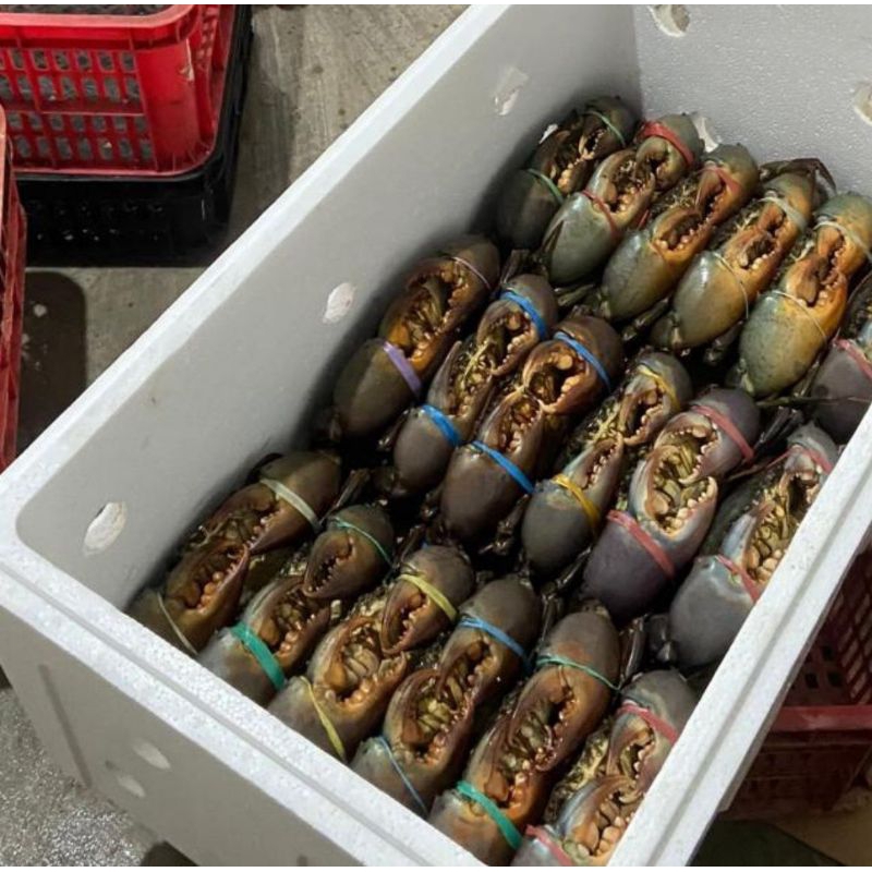 Jual Kepiting Bakau Frozen Jantan Segar Per 1Kg | Shopee Indonesia