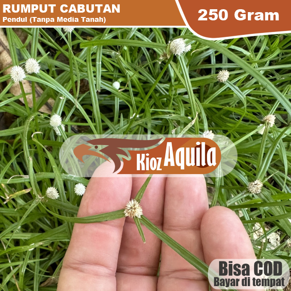 Jual Tanaman Jukut Pendul 250 gram Rumput Teki Obat Batuk Anti Radang ...