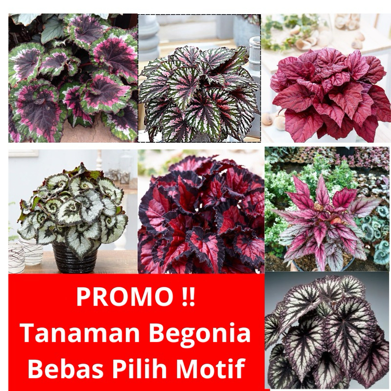 Jual Tanaman Hias Begonia Rimbun Warna Warni - Bunga Begonia Aneka ...