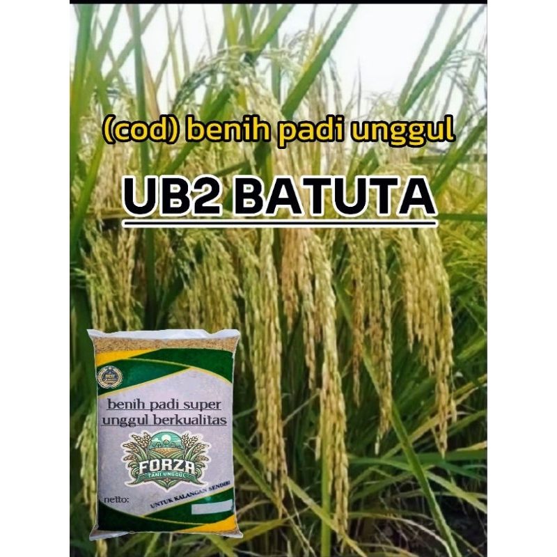 Jual benih padi UB2 BATUTA super unggul.2kg | Shopee Indonesia