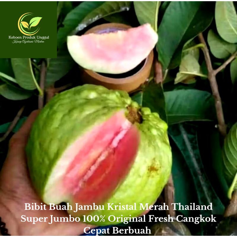 Jual Bibit Buah Jambu Biji Kristal Merah Jumbo Super Asal Thailand Rasa ...