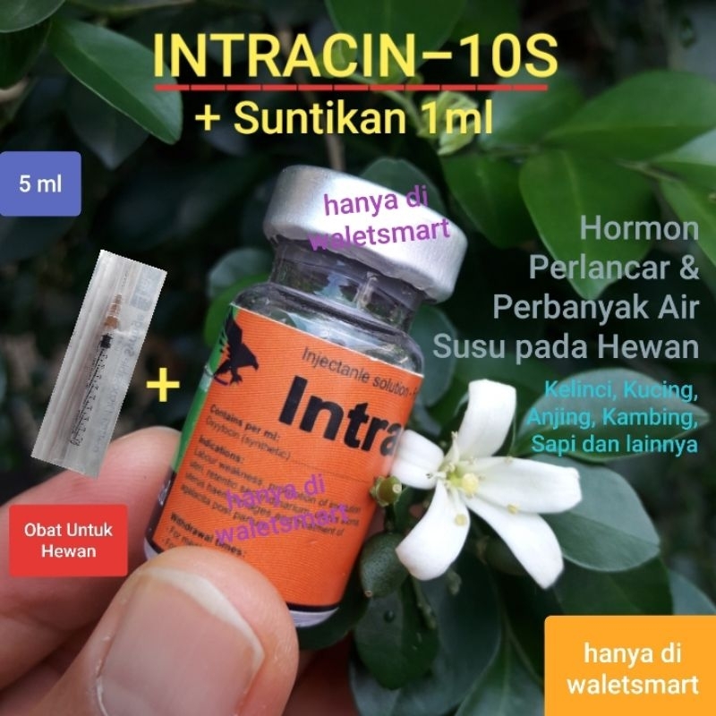 Jual INTRACIN-10s + Suntikan Hormon Kontraksi Uterus & Kelenjar Mamae ...